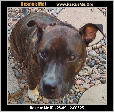 - Arizona Pit Bull Rescue - ADOPTIONS - Rescue Me!