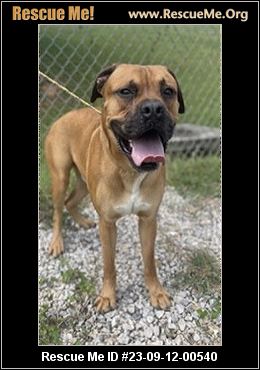 - Georgia Boxer Rescue - ADOPTIONS - Rescue Me!