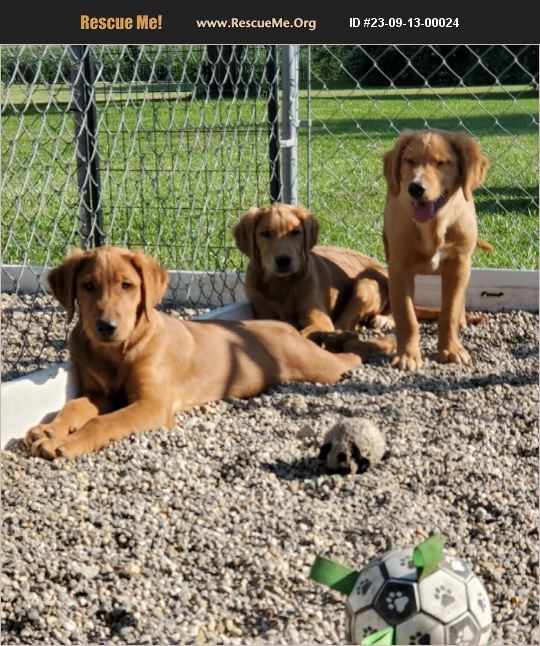 ADOPT 23091300024 ~ Golden Retriever Rescue ~ Denver, IN