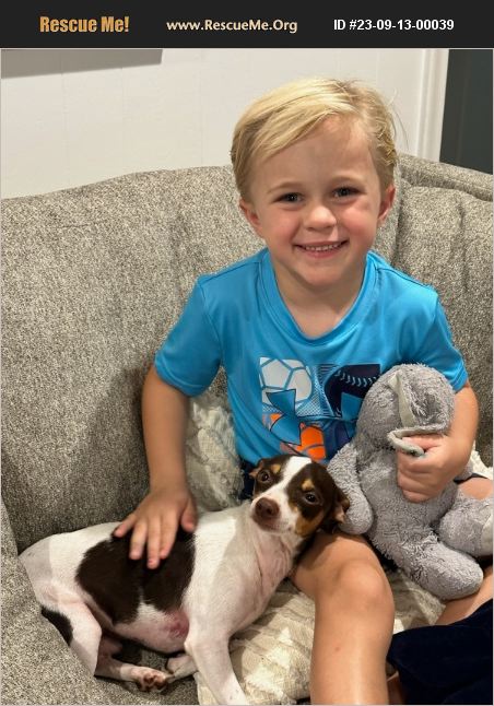 ADOPT 23091300039 ~ Rat Terrier Rescue ~ Liberty Hill, TX