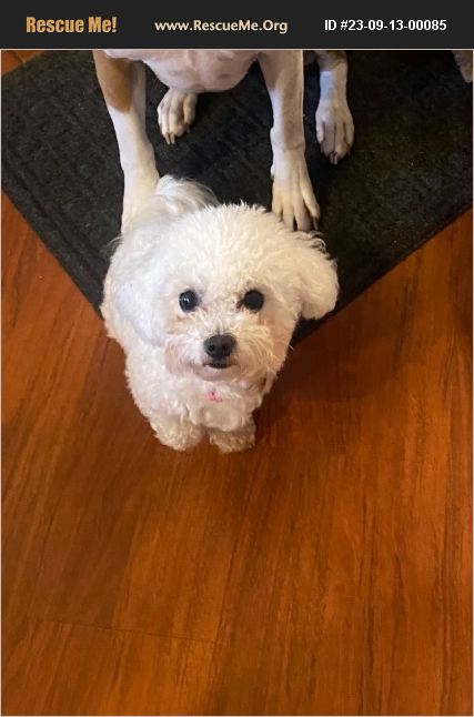 ADOPT 23091300085 ~ Maltese Rescue ~ Allen, TX