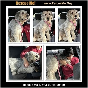 - California Poodle Rescue - ADOPTIONS - Rescue Me!