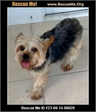 - Florida Maltese Rescue - ADOPTIONS - Rescue Me!