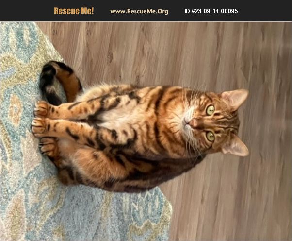 ADOPT 23091400095 ~ Bengal Rescue ~ Dallas, TX