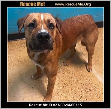 - Indiana Dog Rescue - ADOPTIONS - Rescue Me!