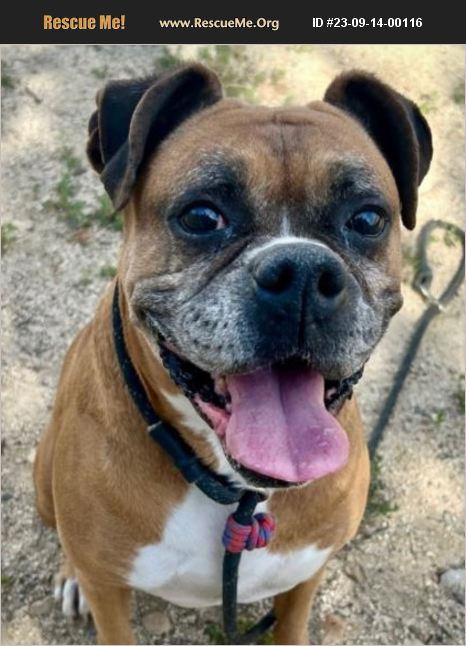 ADOPT 23091400116 ~ Boxer Rescue ~ Los Angeles, CA