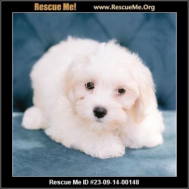 - Texas Poodle Rescue - ADOPTIONS - Rescue Me!