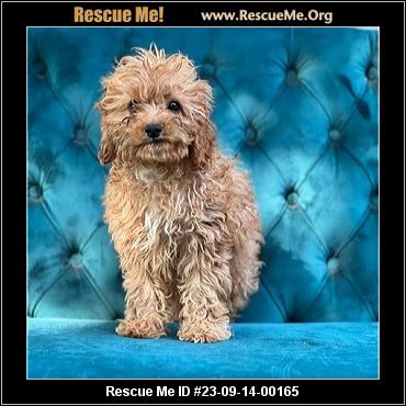 - Texas Poodle Rescue - ADOPTIONS - Rescue Me!