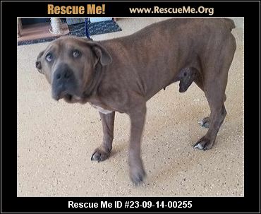 - Indiana Dog Rescue - ADOPTIONS - Rescue Me!