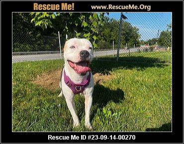 - Indiana Pit Bull Rescue - ADOPTIONS - Rescue Me!