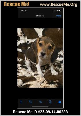 - Oklahoma Dog Rescue - ADOPTIONS - Rescue Me!