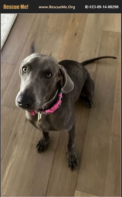 ADOPT 23091400298 ~ Weimaraner Rescue ~ Perris, CA