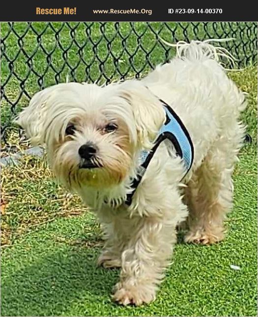 ADOPT 23091400370 ~ Maltese Rescue ~ Dallas, TX