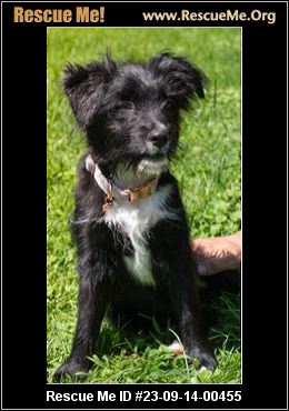 - New York Dog Rescue - ADOPTIONS - Rescue Me!