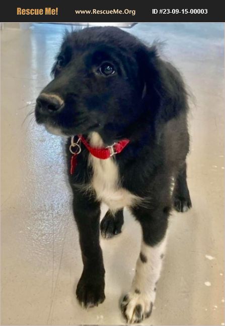 ADOPT 23091500003 ~ Border Collie Rescue ~ Dalton, GA