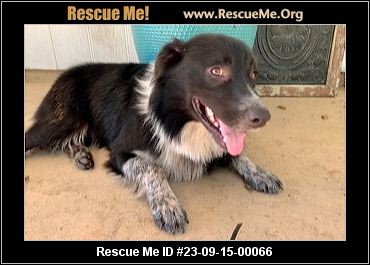 - Mississippi Dog Rescue - ADOPTIONS - Rescue Me!