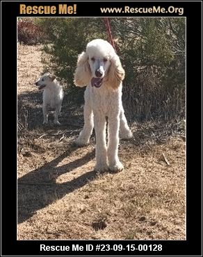 - California Poodle Rescue - ADOPTIONS - Rescue Me!