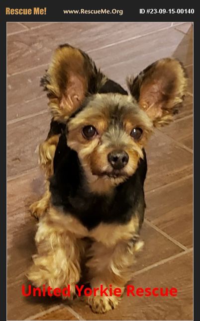 ADOPT 23091500140 ~ Yorkie Rescue ~ Parker County, TX