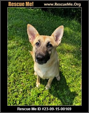 - Indiana Dog Rescue - ADOPTIONS - Rescue Me!