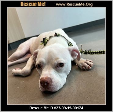 - Minnesota Dog Rescue - ADOPTIONS - Rescue Me!