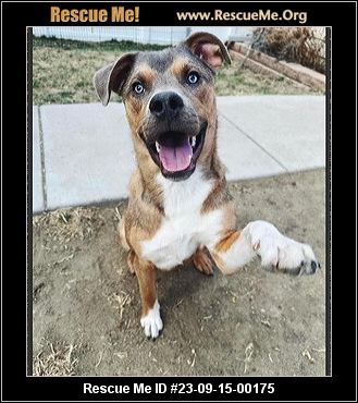 - Colorado Dog Rescue - ADOPTIONS - Rescue Me!
