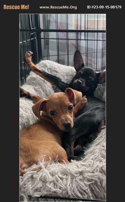 ADOPT 23091500179 ~ Chihuahua Rescue ~ Tracy, CA