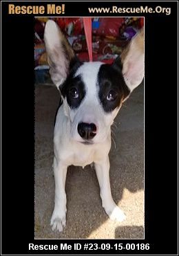 - Indiana Dog Rescue - ADOPTIONS - Rescue Me!