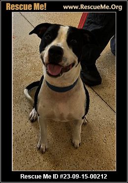 - Indiana Dog Rescue - ADOPTIONS - Rescue Me!