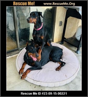 - California Doberman Pinscher Rescue - ADOPTIONS - Rescue Me!