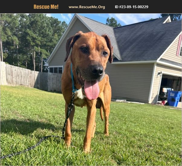 ADOPT 23091500229 ~ Rhodesian Ridgeback Rescue ~ Raeford, NC