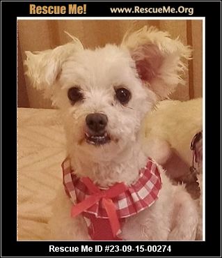 - Wisconsin Maltese Rescue - ADOPTIONS - Rescue Me!