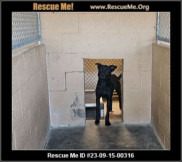 - New Mexico Dog Rescue - ADOPTIONS - Rescue Me!