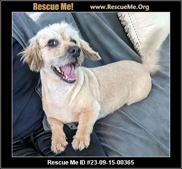 - Oregon Dog Rescue - ADOPTIONS - Rescue Me!