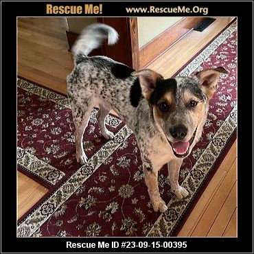- Minnesota Dog Rescue - ADOPTIONS - Rescue Me!