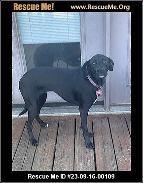 - Kentucky Dog Rescue - ADOPTIONS - Rescue Me!