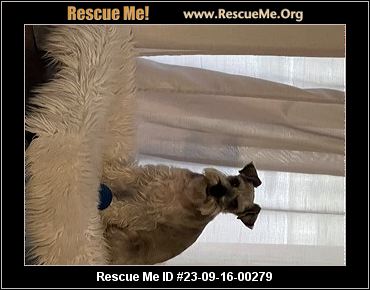 - Florida Schnauzer Rescue - ADOPTIONS - Rescue Me!