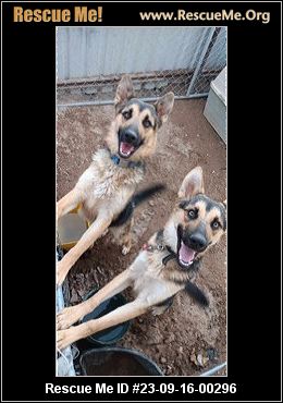 - New Mexico Dog Rescue - ADOPTIONS - Rescue Me!