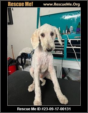 - California Poodle Rescue - ADOPTIONS - Rescue Me!