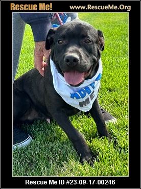 - Colorado Lab Rescue - ADOPTIONS - Rescue Me!
