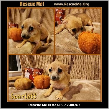 - South Carolina Dog Rescue - ADOPTIONS - Rescue Me!