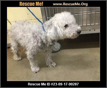 - California Poodle Rescue - ADOPTIONS - Rescue Me!