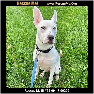 - Pennsylvania Dog Rescue - ADOPTIONS - Rescue Me!