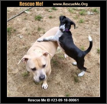 - Rhode Island Dog Rescue - ADOPTIONS - Rescue Me!
