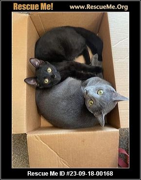 - Rhode Island Cat Rescue - ADOPTIONS - Rescue Me!