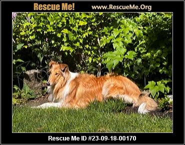 - Oregon Dog Rescue - ADOPTIONS - Rescue Me!