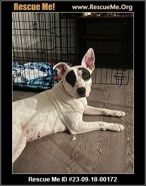 - Rhode Island Dog Rescue - ADOPTIONS - Rescue Me!