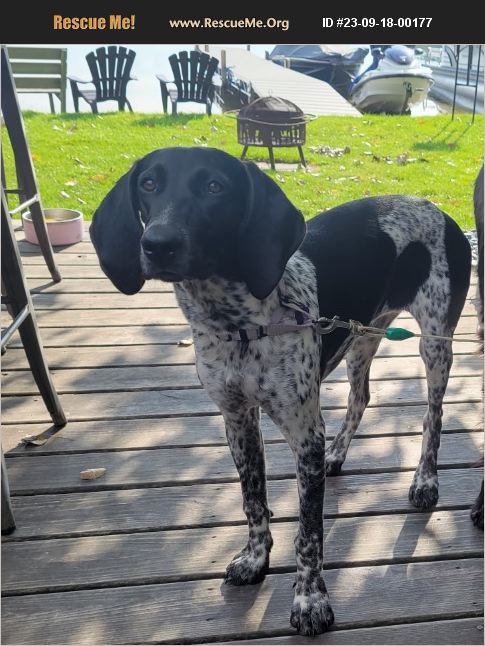 ADOPT 23091800177 ~ German Shorthaired Pointer Rescue ~ Muskego, WI