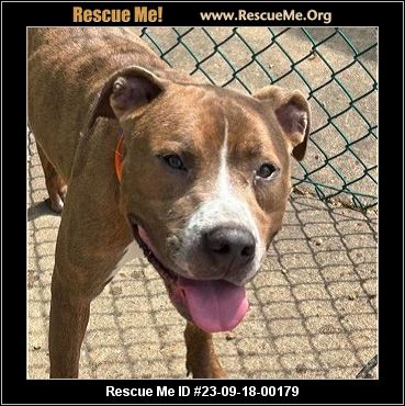 - Rhode Island Dog Rescue - ADOPTIONS - Rescue Me!