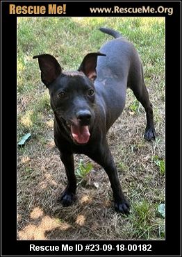 - Rhode Island Dog Rescue - ADOPTIONS - Rescue Me!