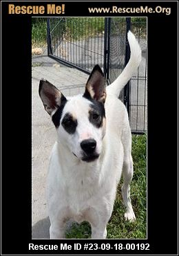 - Rhode Island Dog Rescue - ADOPTIONS - Rescue Me!